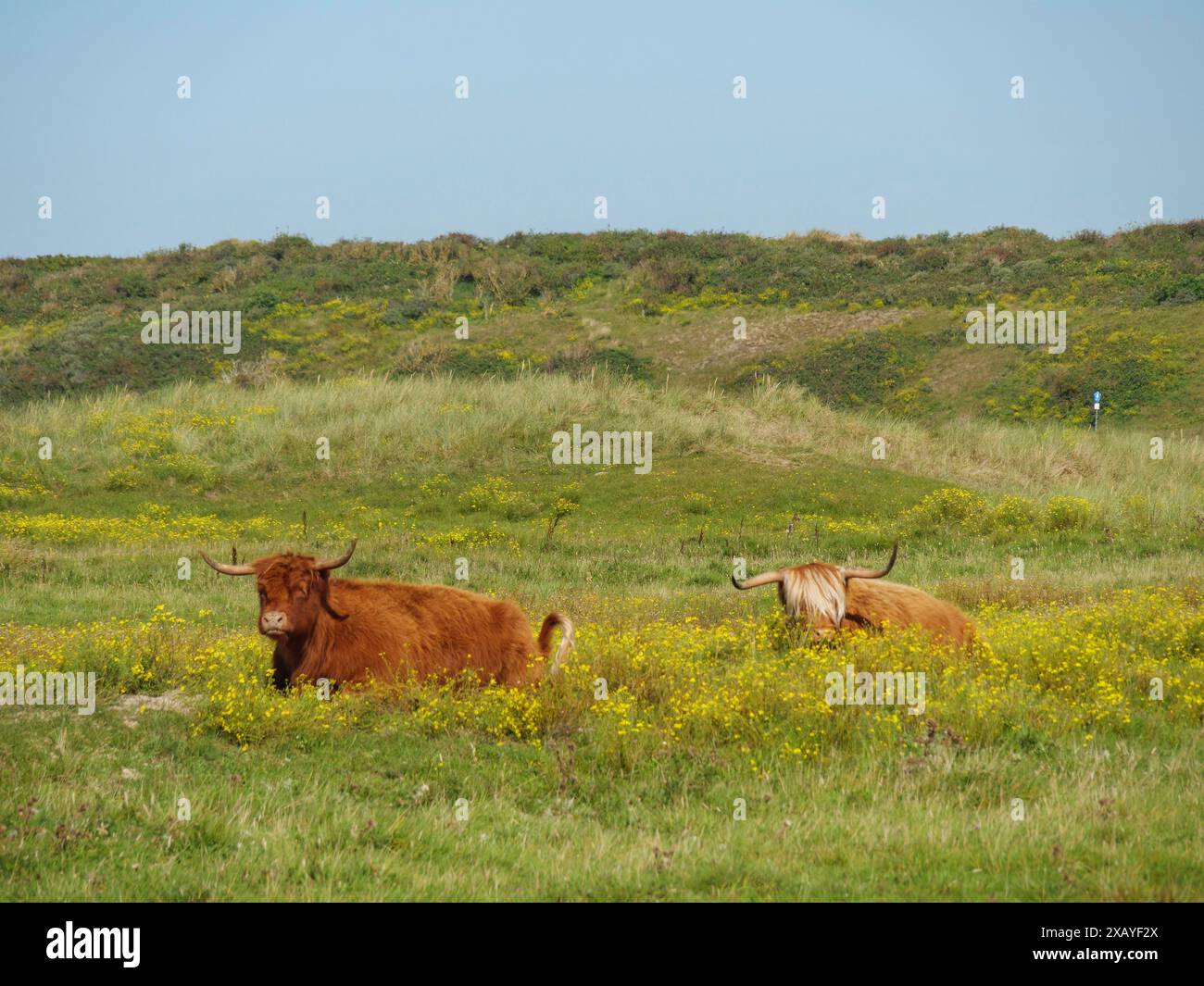 Two cattle lying on a green pasture in the middle of dunes, langeoog ...