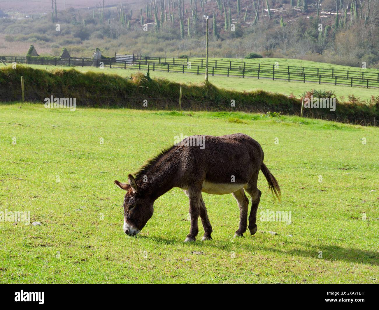A donkey stands in a green field with trees and a fence in the ...