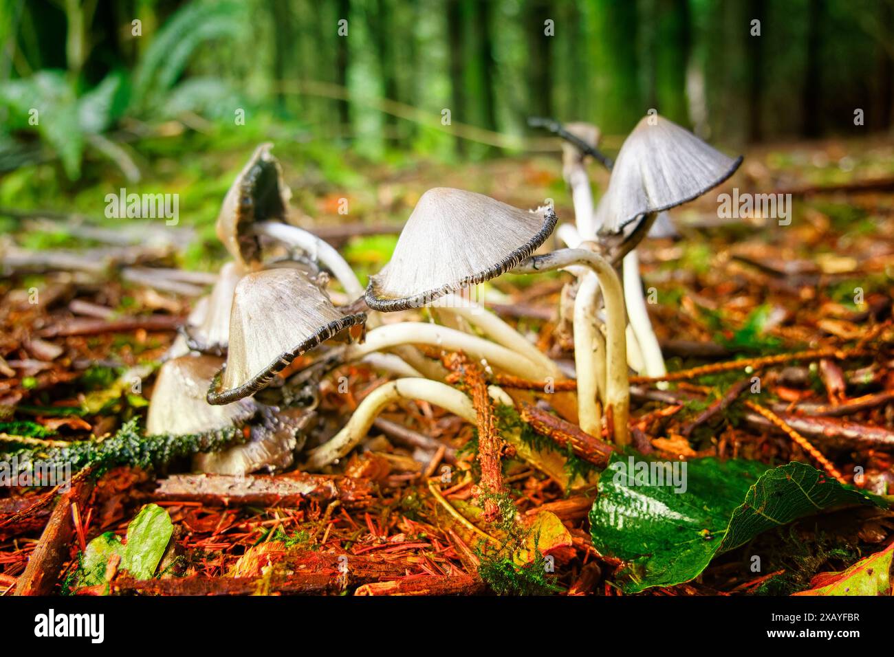 A cluster of mushrooms with slender stems and conical caps grows among ...