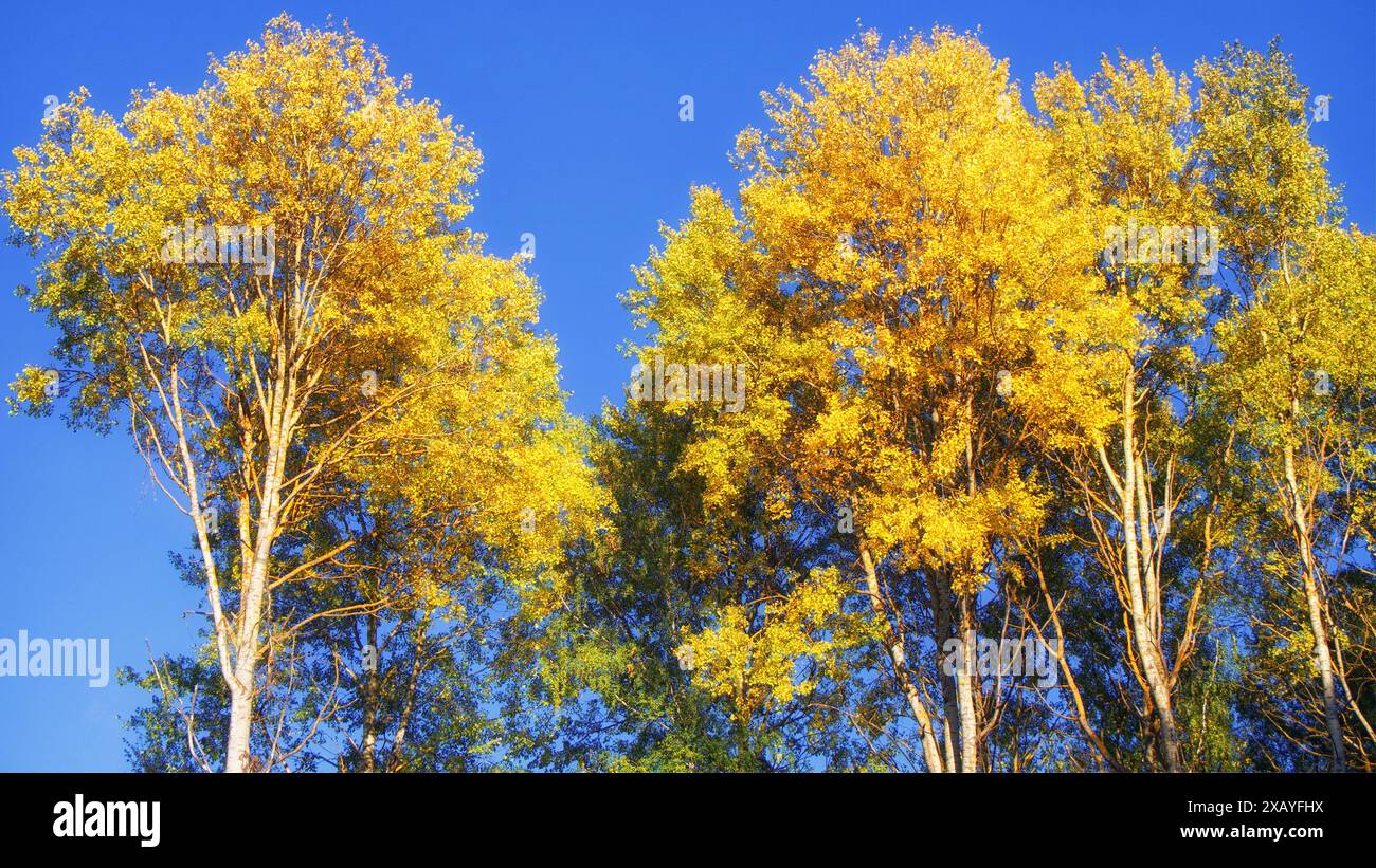Golden aspen hi-res stock photography and images - Alamy