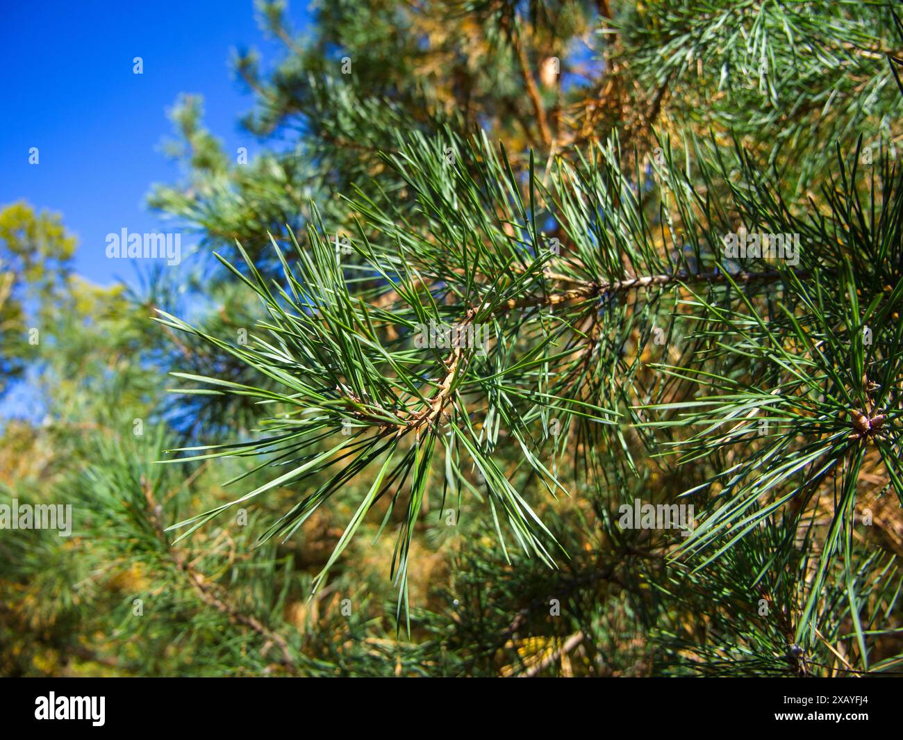 Nature’s Pine Detail. Sunlit pine needles protruding from a branch ...
