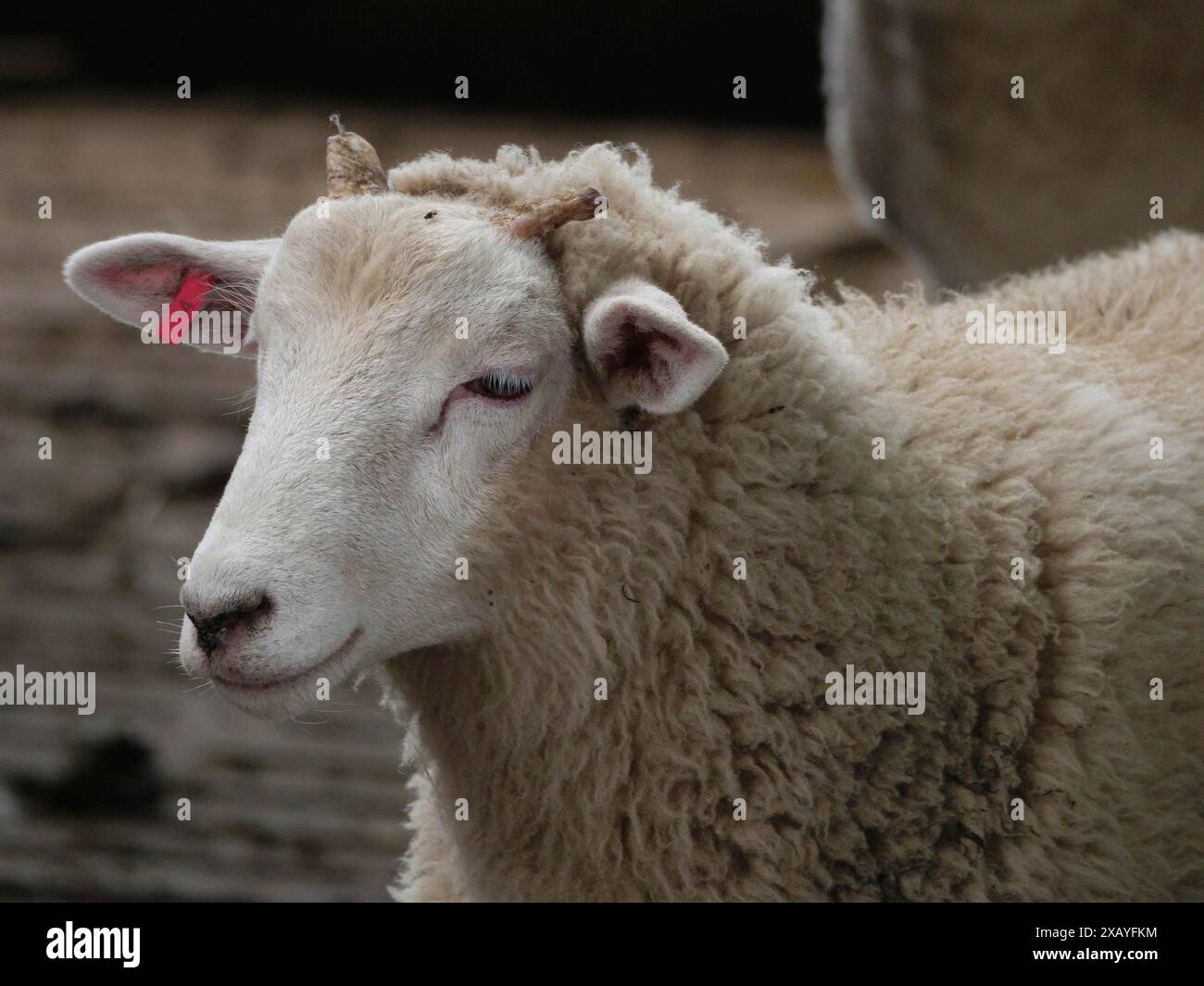 White sheep with ear tag and closed eyes, Borken, North Rhine ...