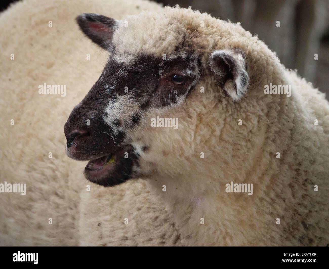 Spotted sheep with dark head and thick wool, Borken, North Rhine ...
