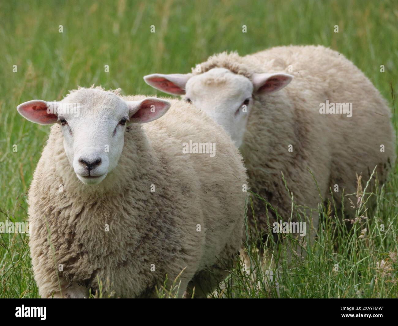 Three white sheep standing hi-res stock photography and images - Alamy
