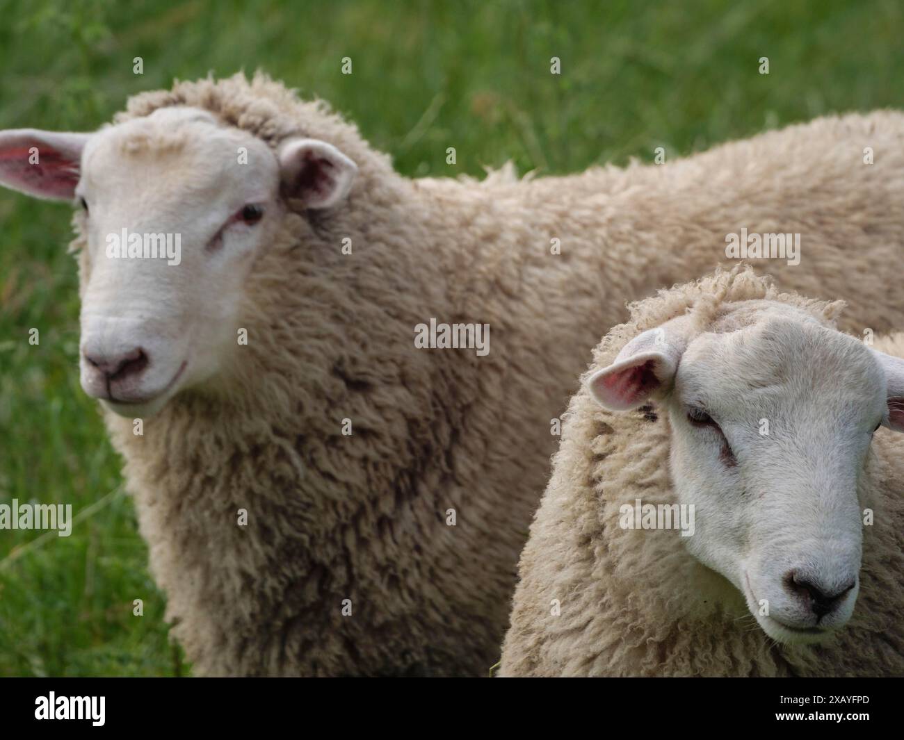 Two sheep in a green grass field, expressive faces, Borken, North Rhine ...