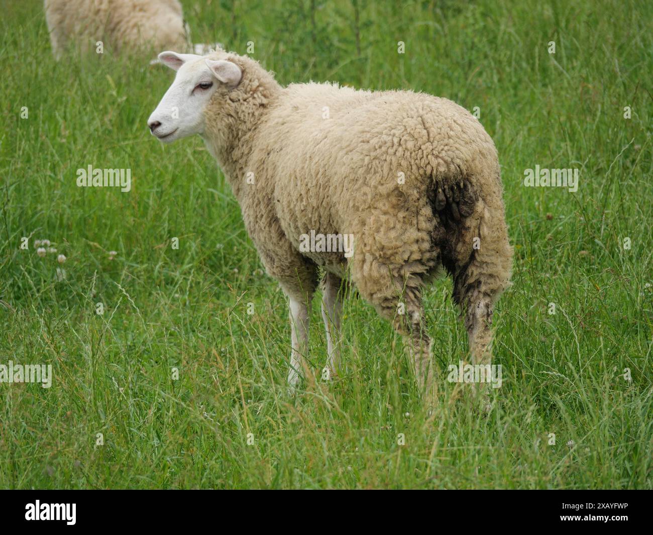 A sheep stands facing backwards in a green pasture, Borken, North Rhine ...