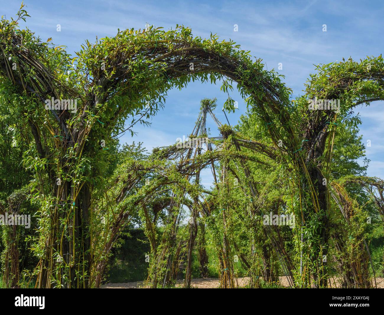 Woven plants form arches under a clear blue sky, a natural work of art ...
