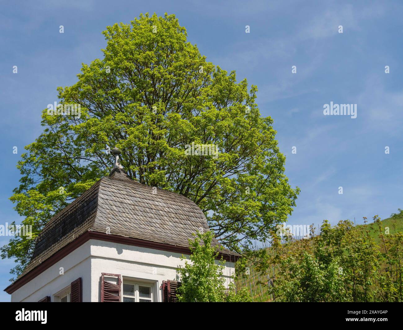 A small house with a big green tree in the background and a clear blue ...