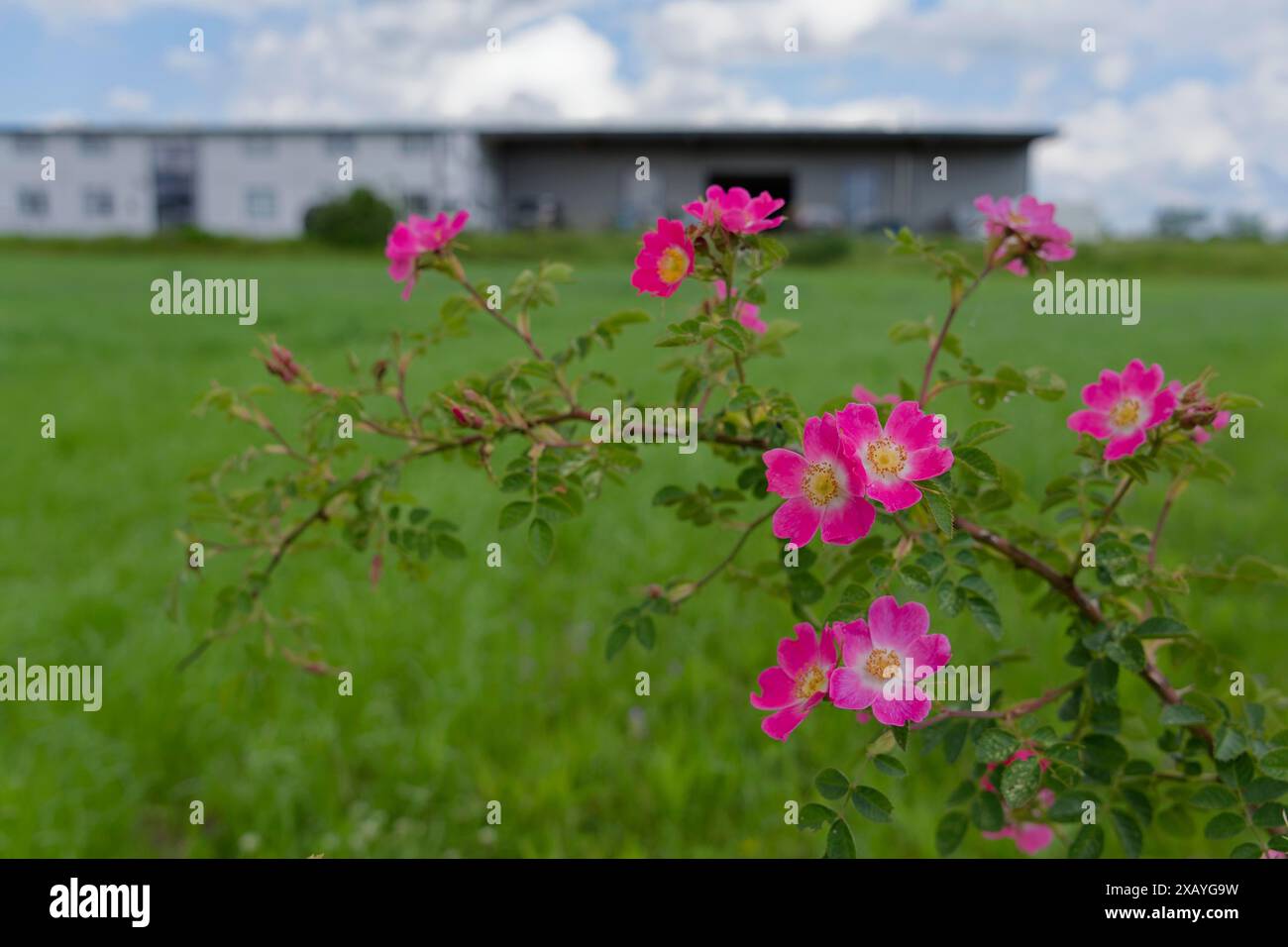 Blooming dog roses in the industrial area, botany, flower, bloom, June ...