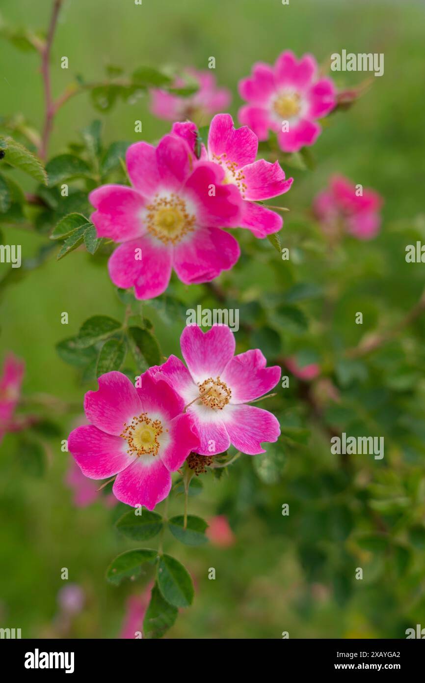 Blooming dog roses in the industrial area, botany, flower, bloom, June ...