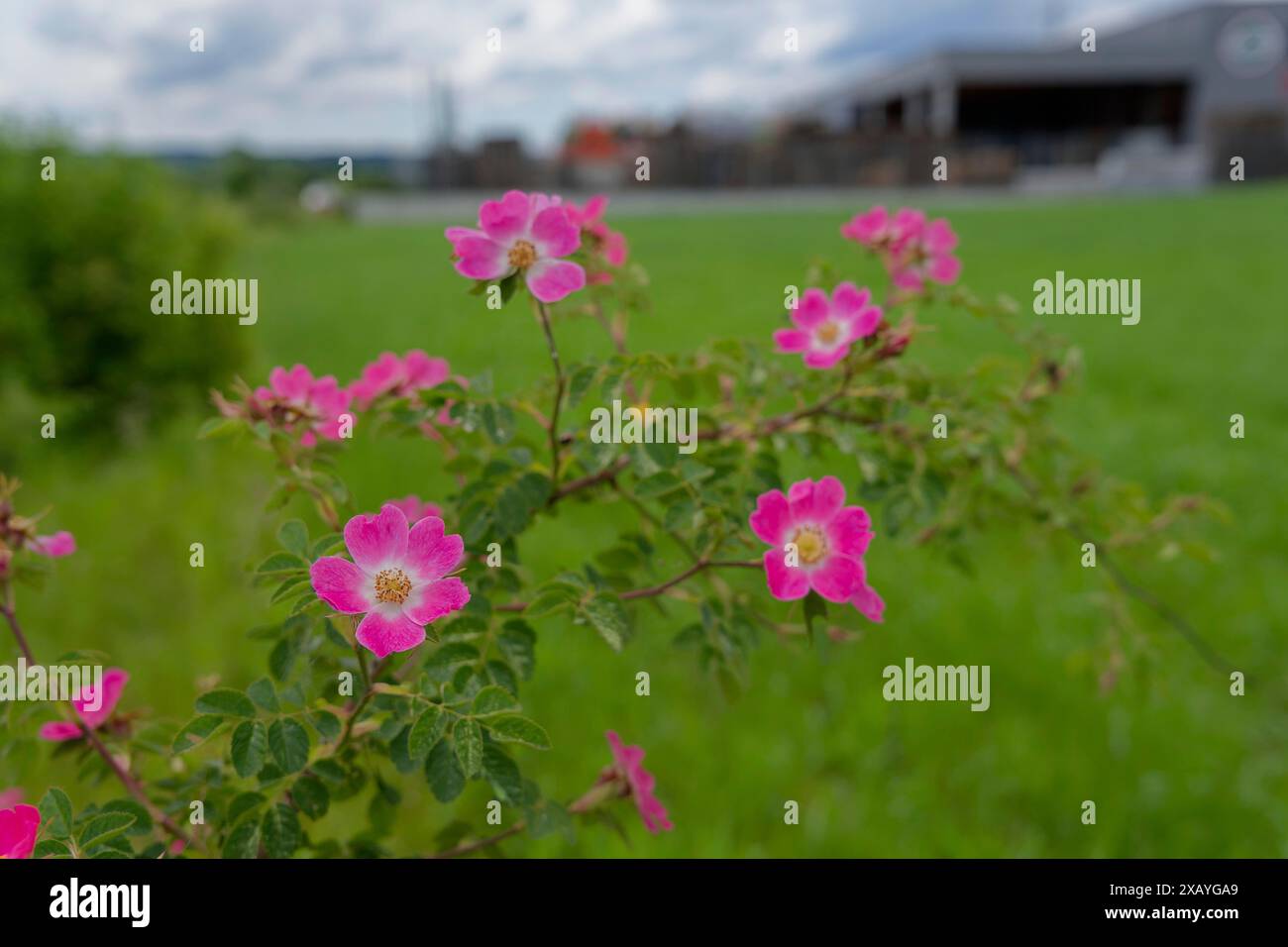 Blooming dog roses in the industrial area, botany, flower, bloom, June ...