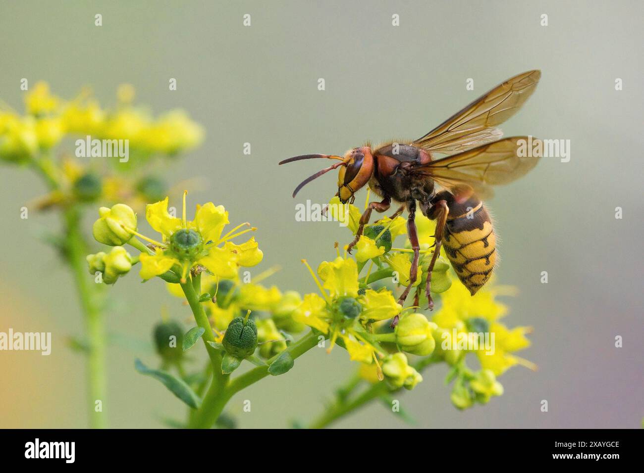 A european hornet (Vespa crabro) sits on a yellow flower, common rue ...