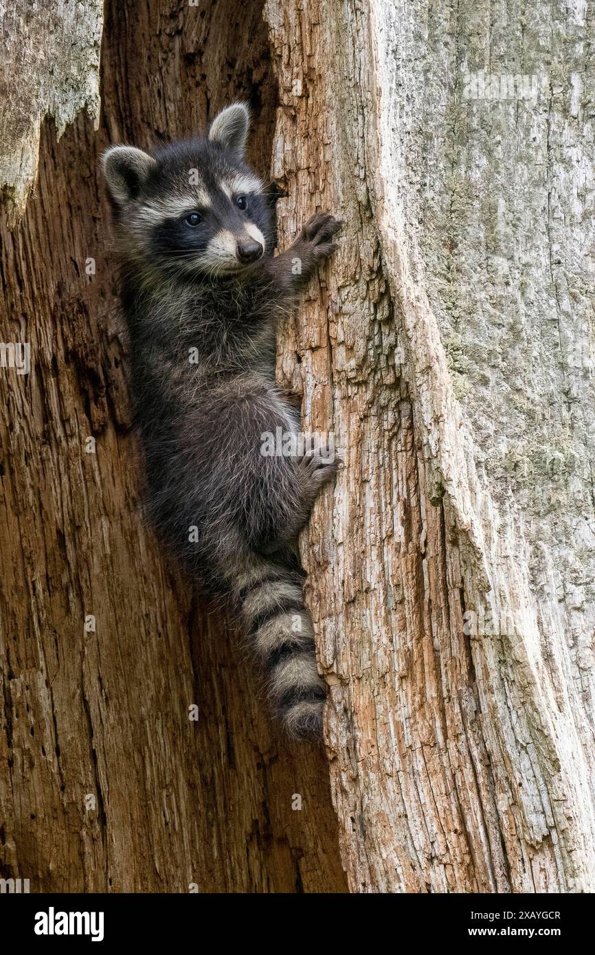A young raccoon (Procyon lotor) climbs up a tree trunk and looks ...