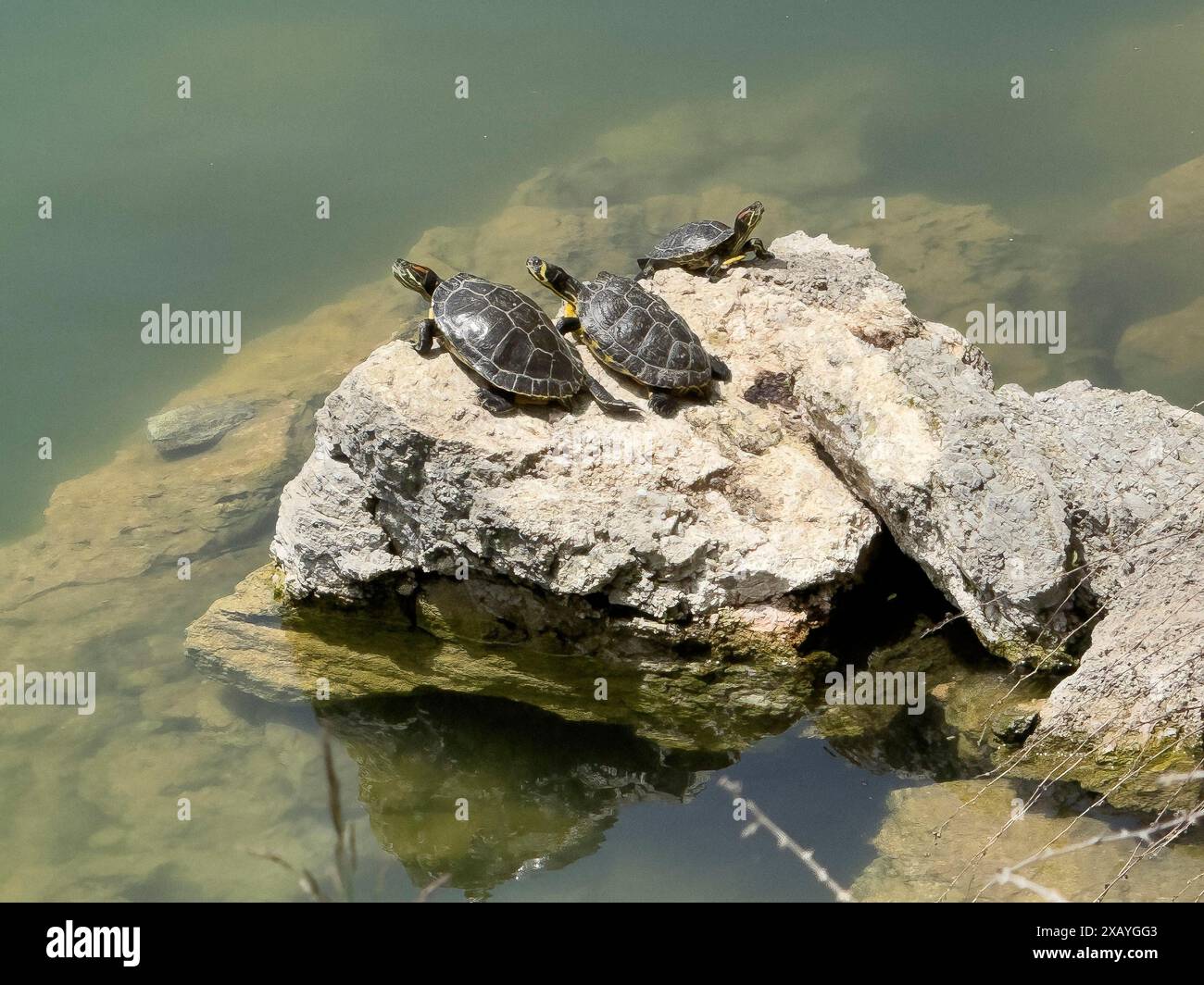 Three turtle specimens left and right Red-eared slider turtle ...
