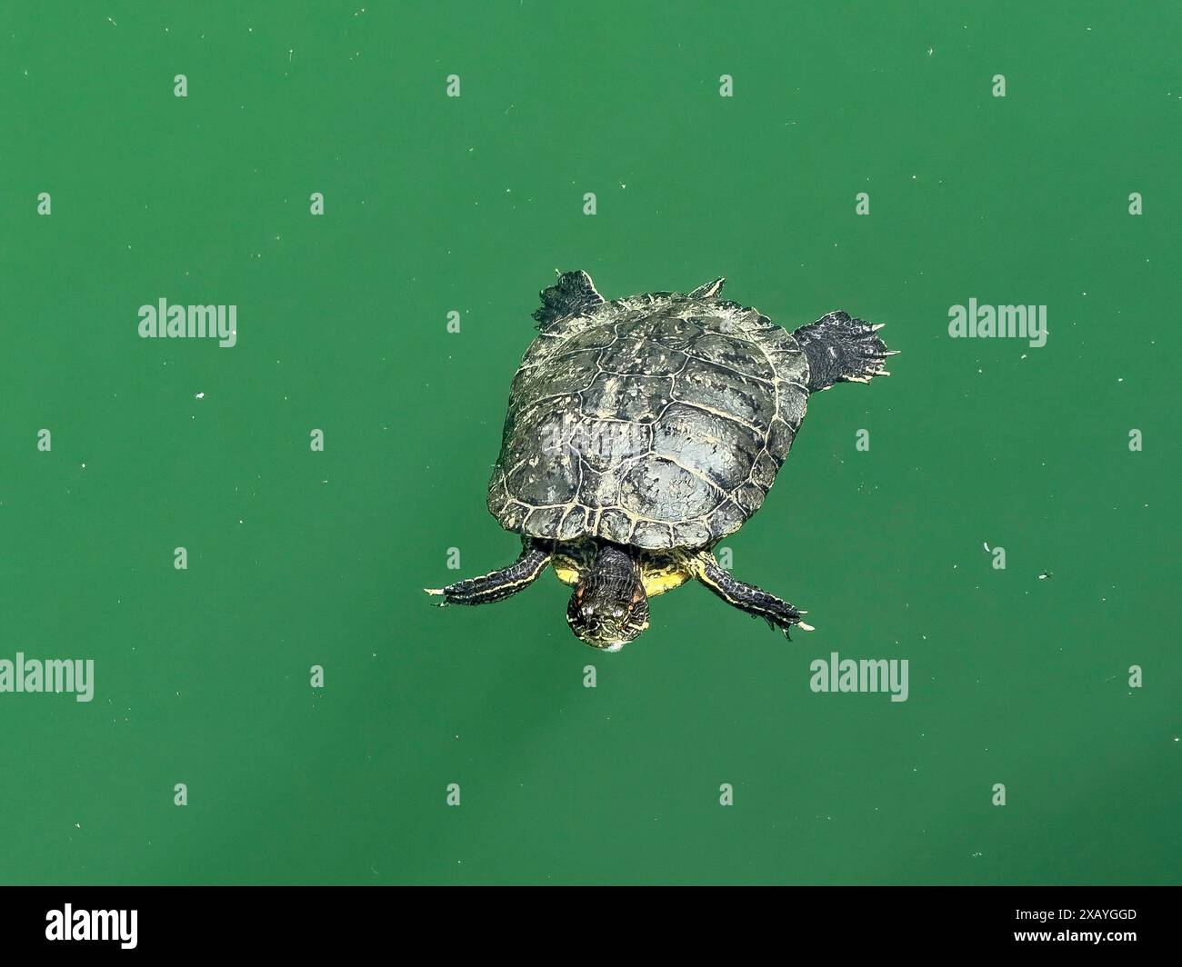 Red-eared slider (Trachemys scripta elegans) swimming in an artificial ...