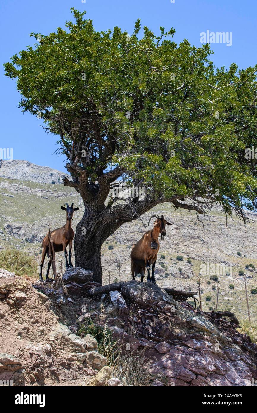 Two wild goats stand hi-res stock photography and images - Alamy