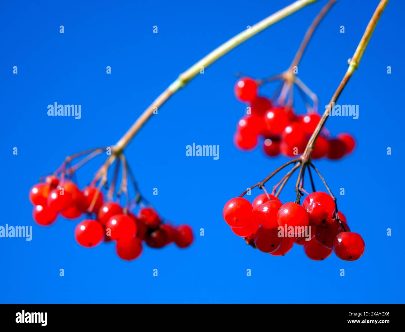 Berry Blue: Vivid red fruit contrasts with the tranquil azure backdrop ...