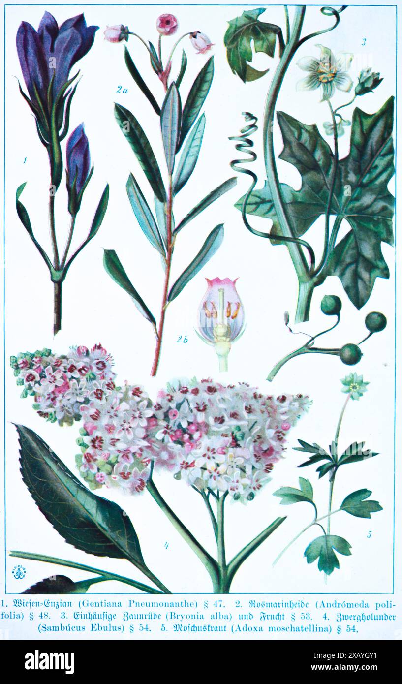 Botany, plants and flowers, meadow gentian (Gentiana Pneumonathe), bog ...