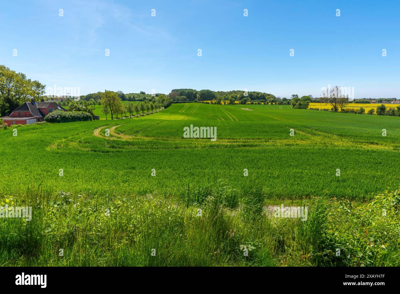 Lindelse, Ringkobing, South Funen, Langeland Island, agriculture, grain ...