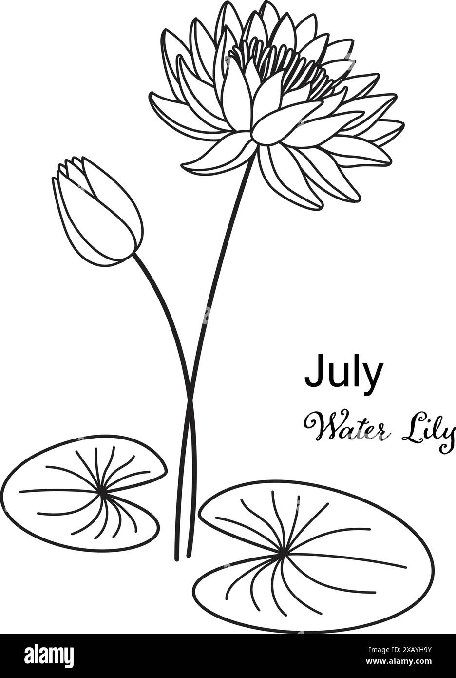 Birth flower for the month of july Black and White Stock Photos ...