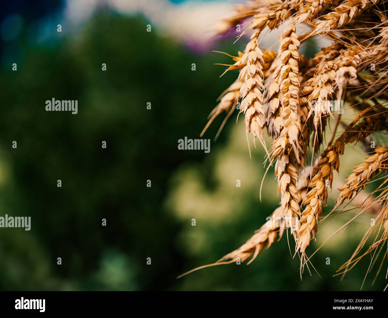 Botanical scene showcasing hi-res stock photography and images - Alamy