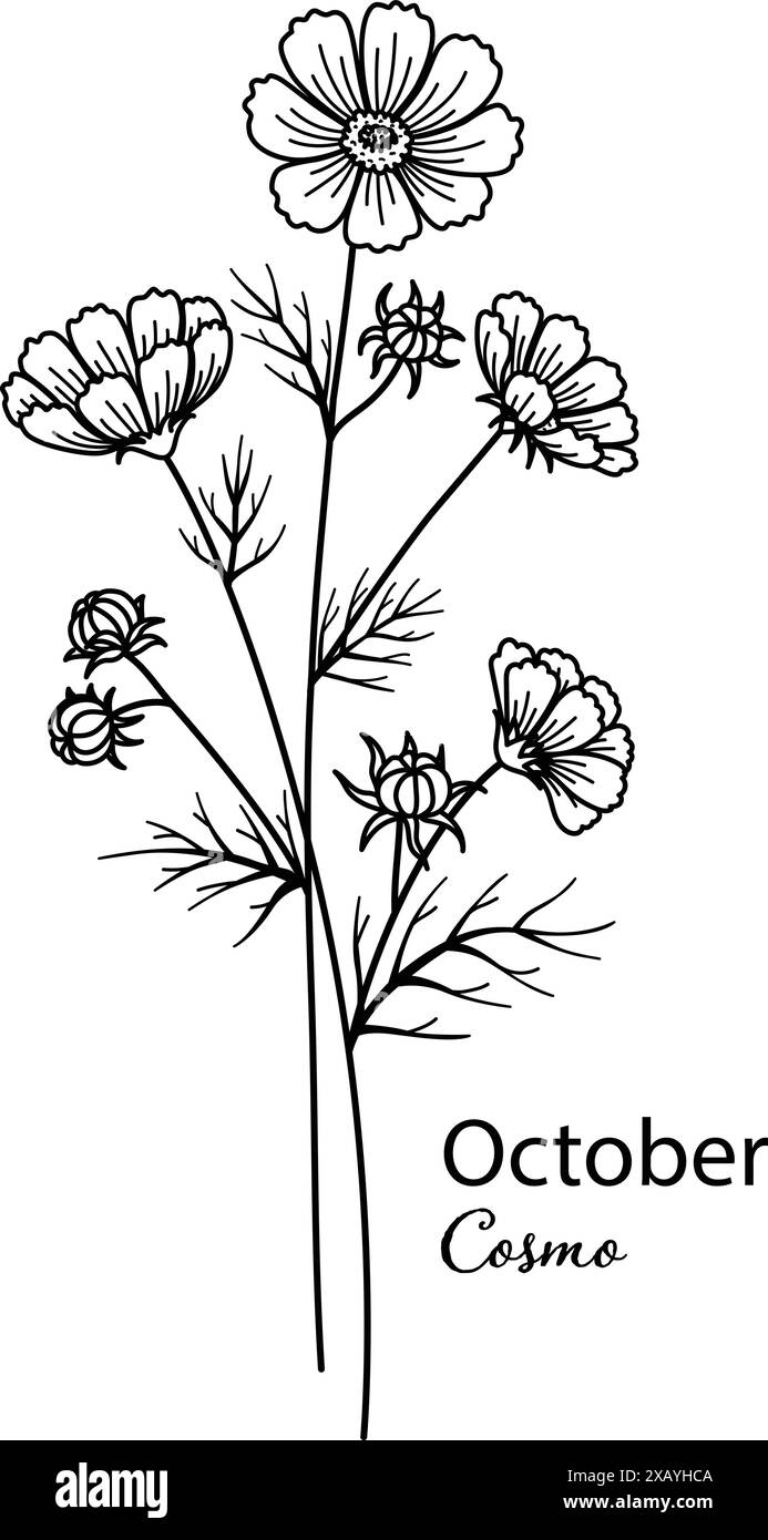 Birth month flower of October is Cosmo flower for printing engraving ...