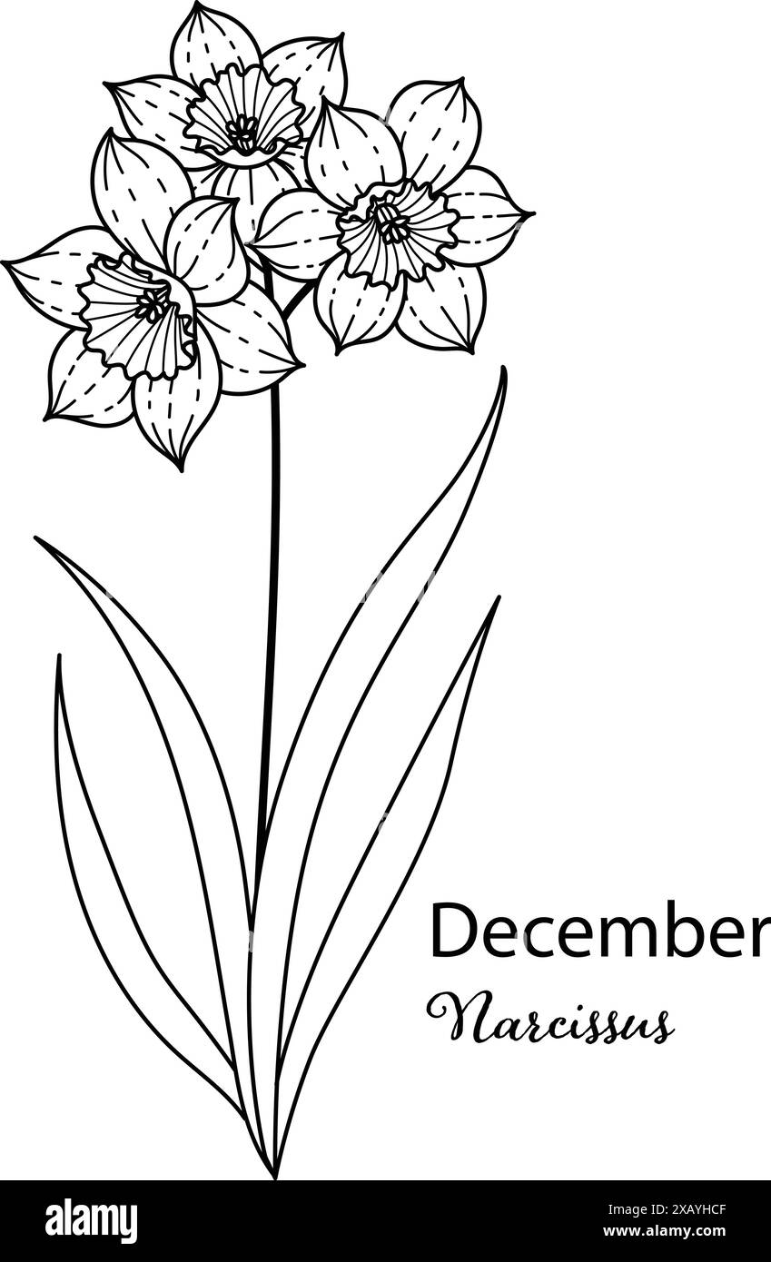 December Birth Month Flower December Narcissus Flower Watercolor Birth