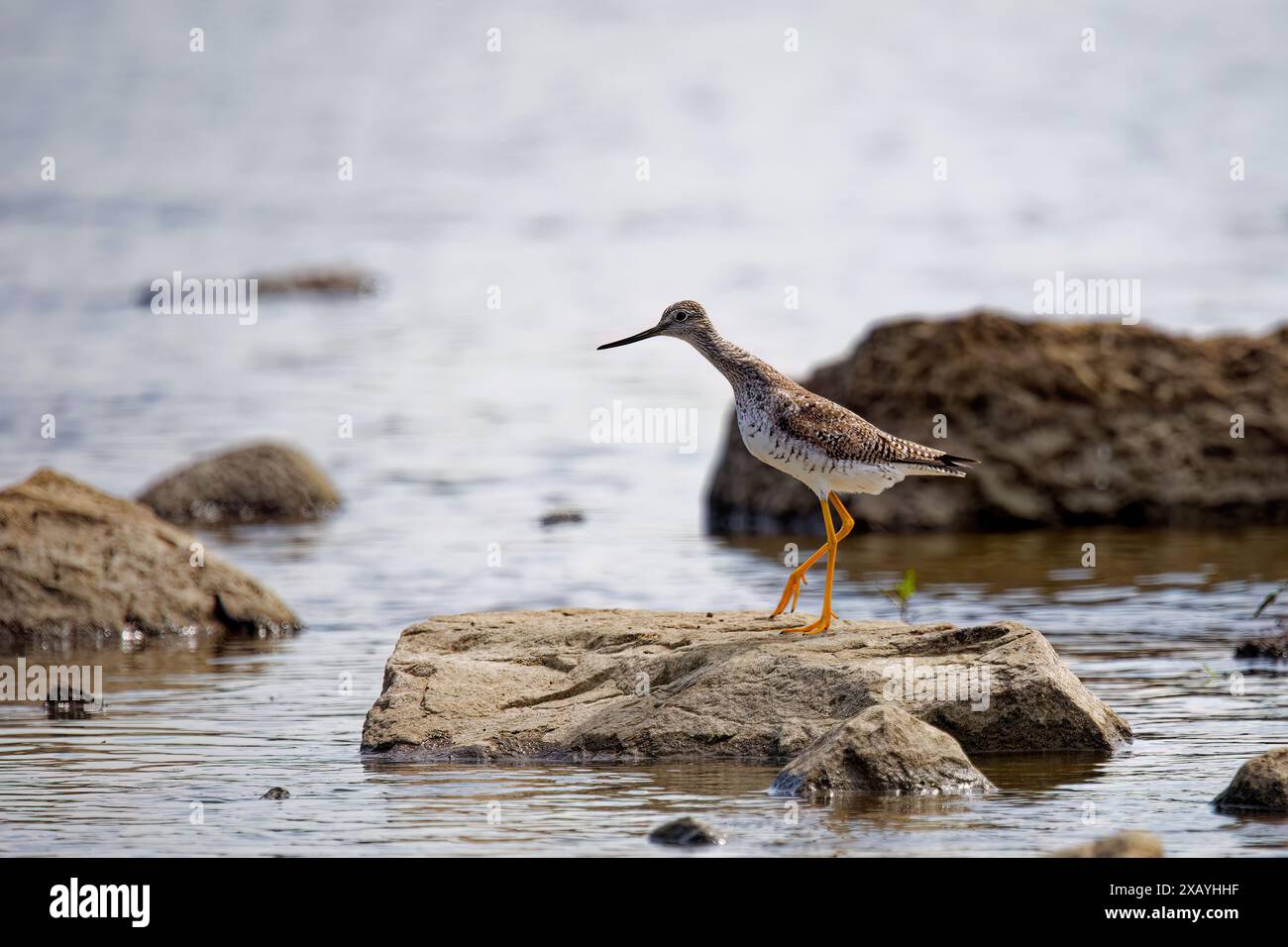 Greater Yellowlegs (Tringa melanoleuca) on the river Stock Photo - Alamy
