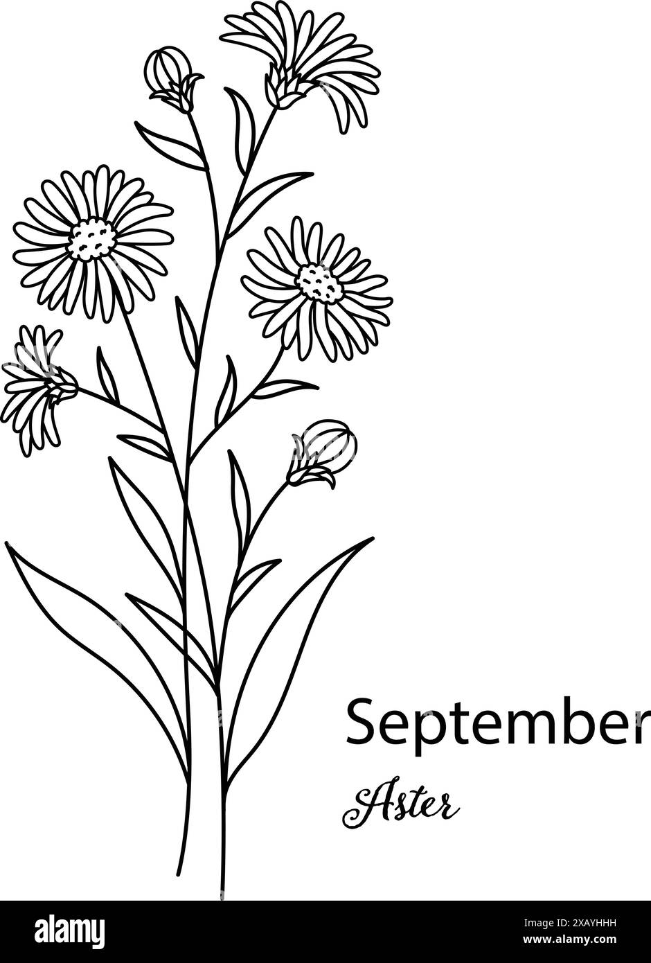 September Flower Drawing