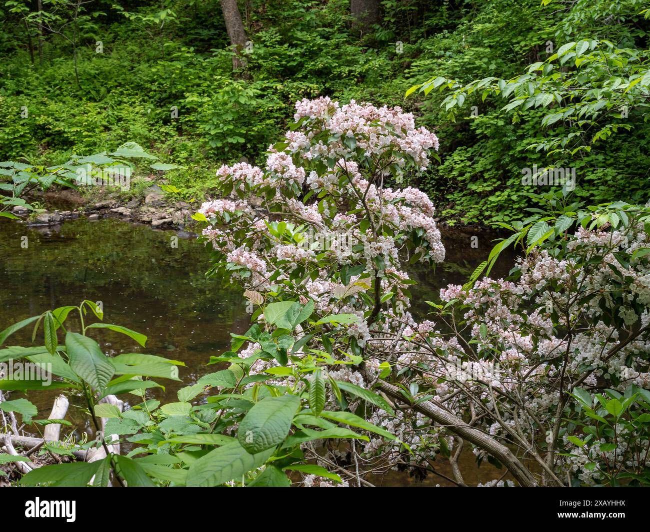 Vibrant rhododendrons burst into bloom alongside a babbling creek in ...