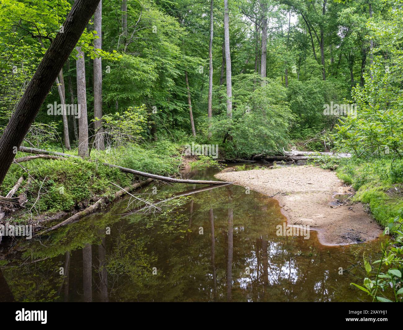 Untouched ecosystem hi-res stock photography and images - Alamy