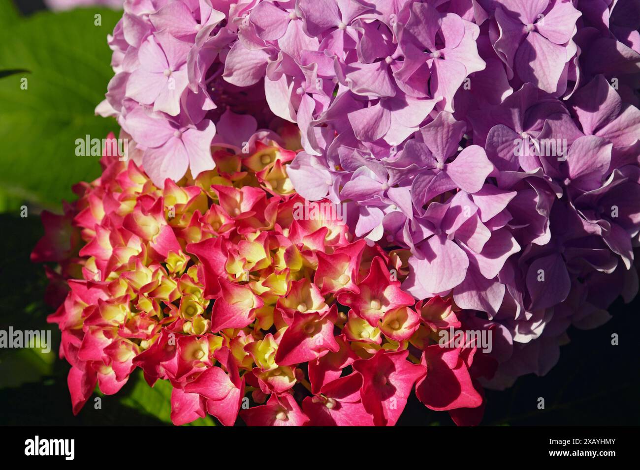 Hydrangea bushes with flowers of different colors during flowering ...