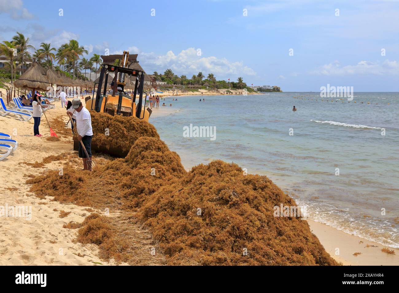 Locals clearing sargassum seaweed from the beach in Akumal, Quintana ...