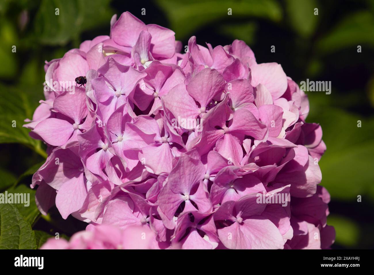Bright pink inflorescence of a tree hydrangea growing in a garden ...