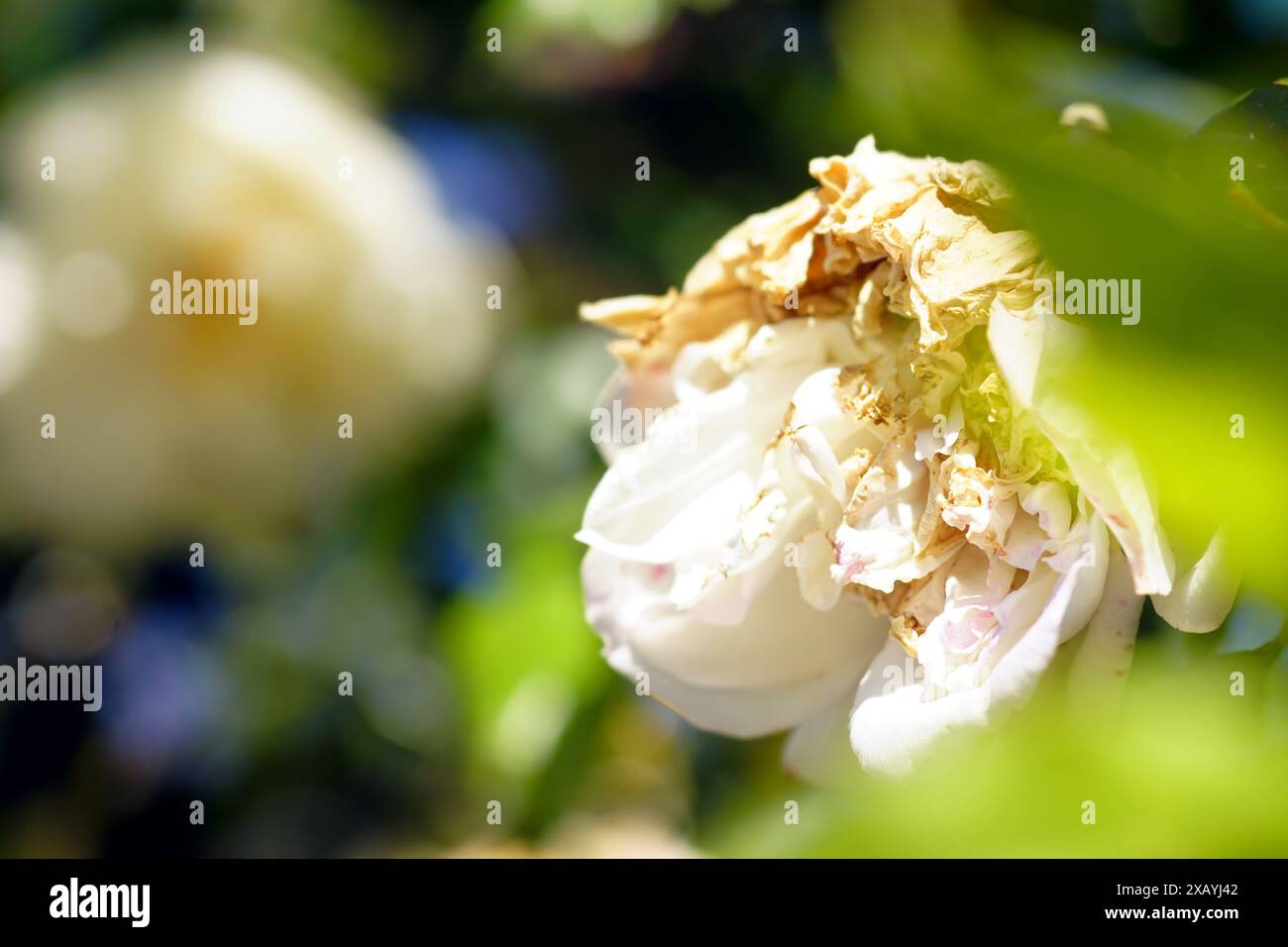 Rose petals withering hi-res stock photography and images - Alamy
