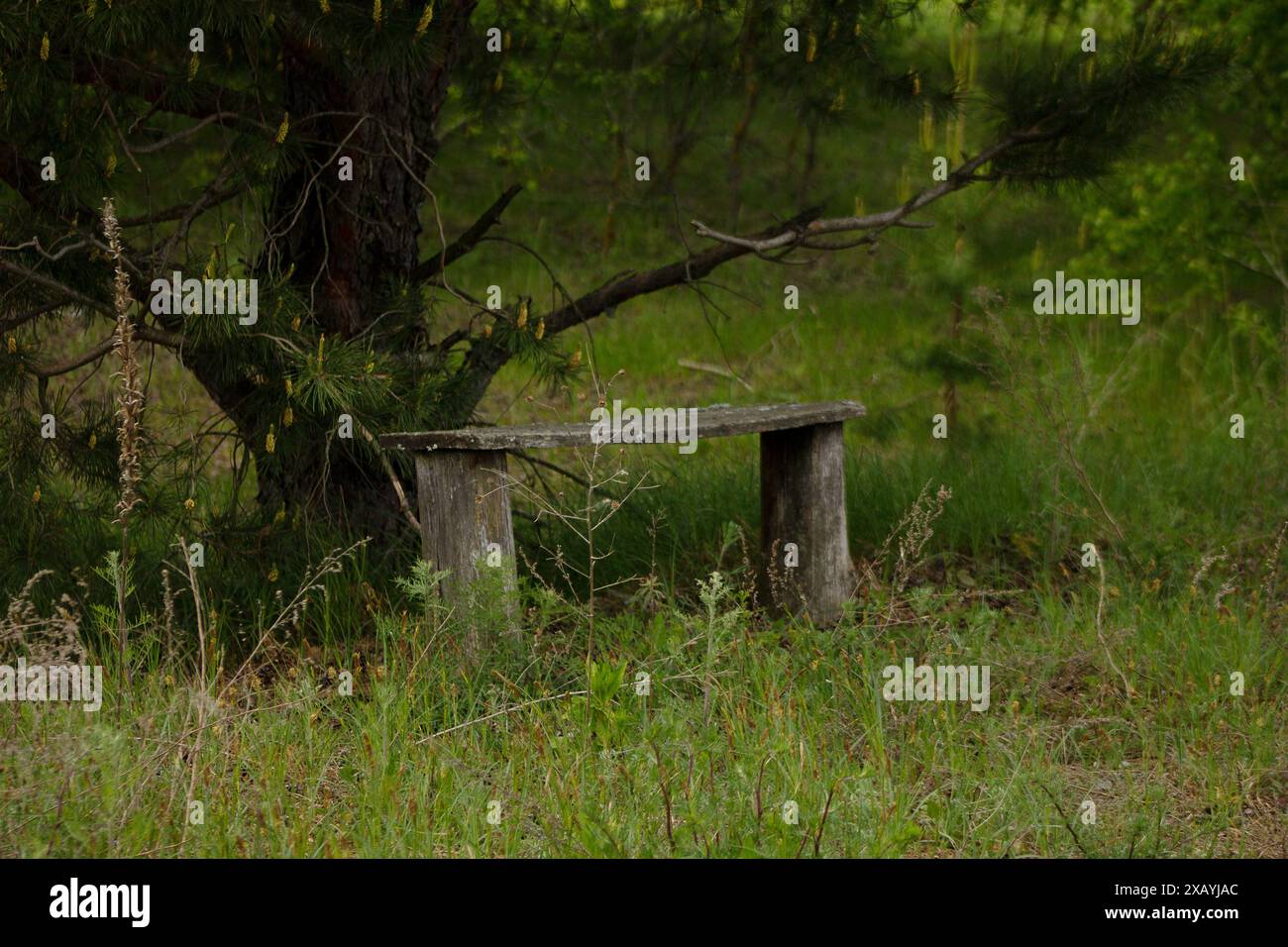 An old bench under a pine tree Stock Photo - Alamy