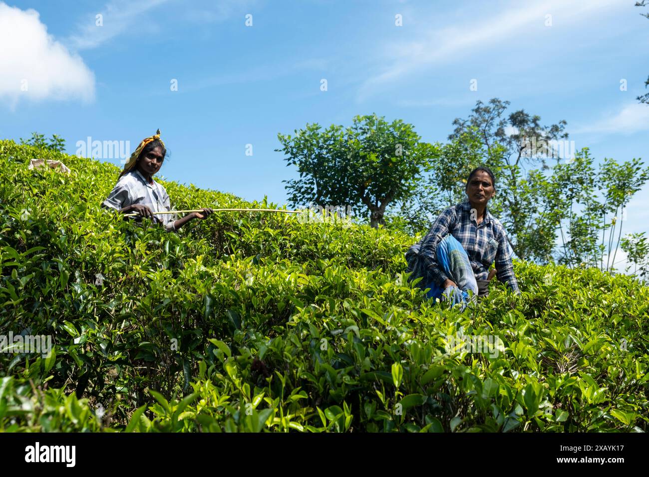 Sri lanka, 20.02.2023. Woman picking tea at tea plantation. Worker collecting tea leaves on ...