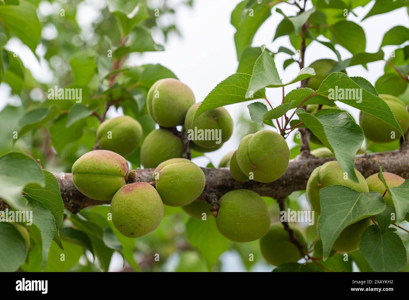 Unripe apricots on orchard hi-res stock photography and images - Alamy