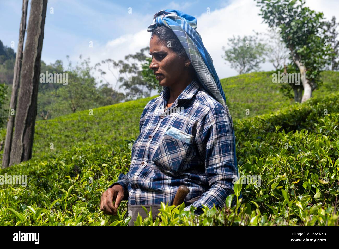 Sri lanka, 20.02.2023. Woman picking tea at tea plantation. Worker collecting tea leaves on ...