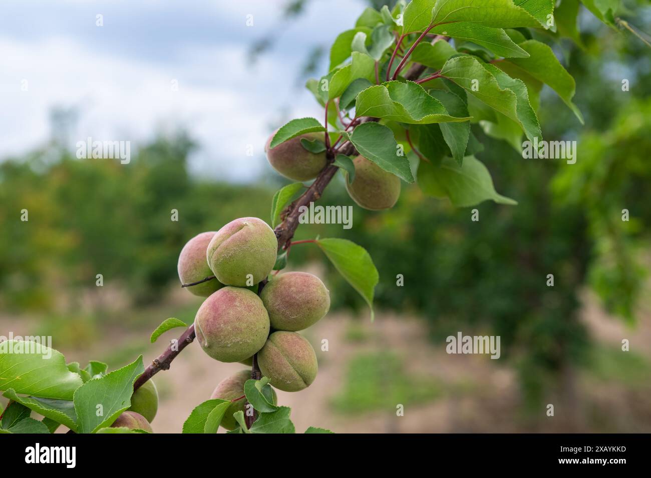 Unripe apricots on orchard hi-res stock photography and images - Alamy