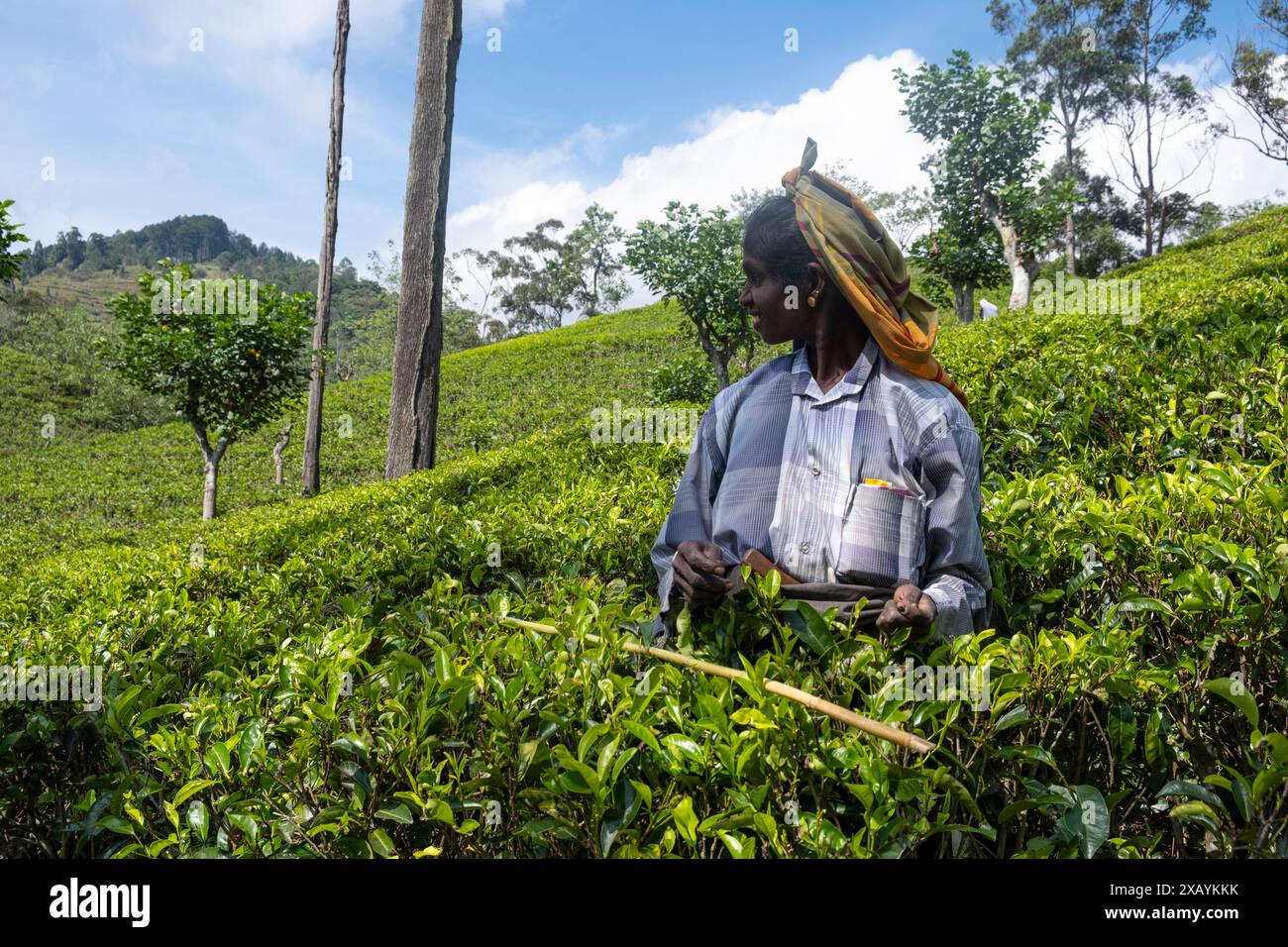 Sri lanka, 20.02.2023. Woman picking tea at tea plantation. Worker collecting tea leaves on ...