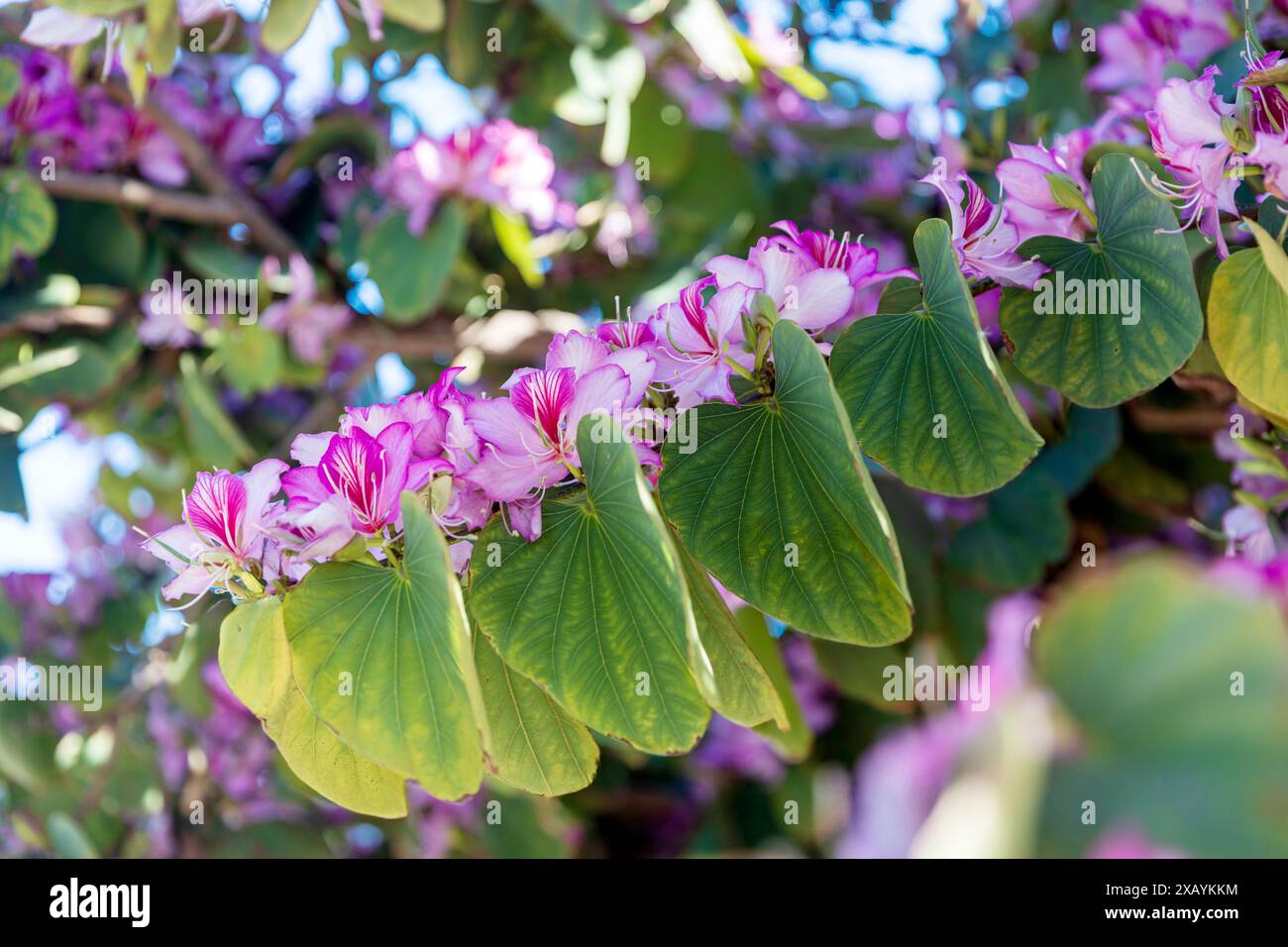 Bauhinia is a large genus of flowering plants in the subfamily ...