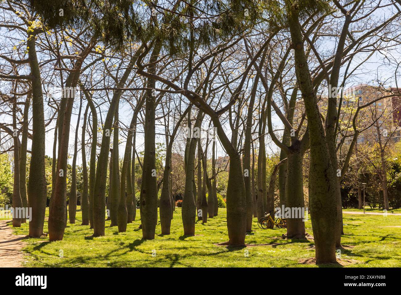 Grove of Brachychiton in a Spanish park in early spring Stock Photo - Alamy