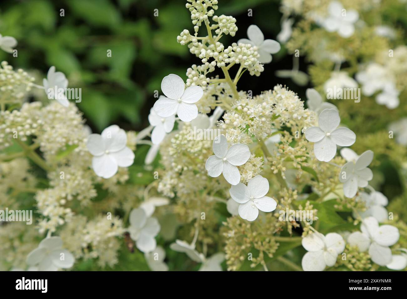 Hortensia flower hi-res stock photography and images - Alamy