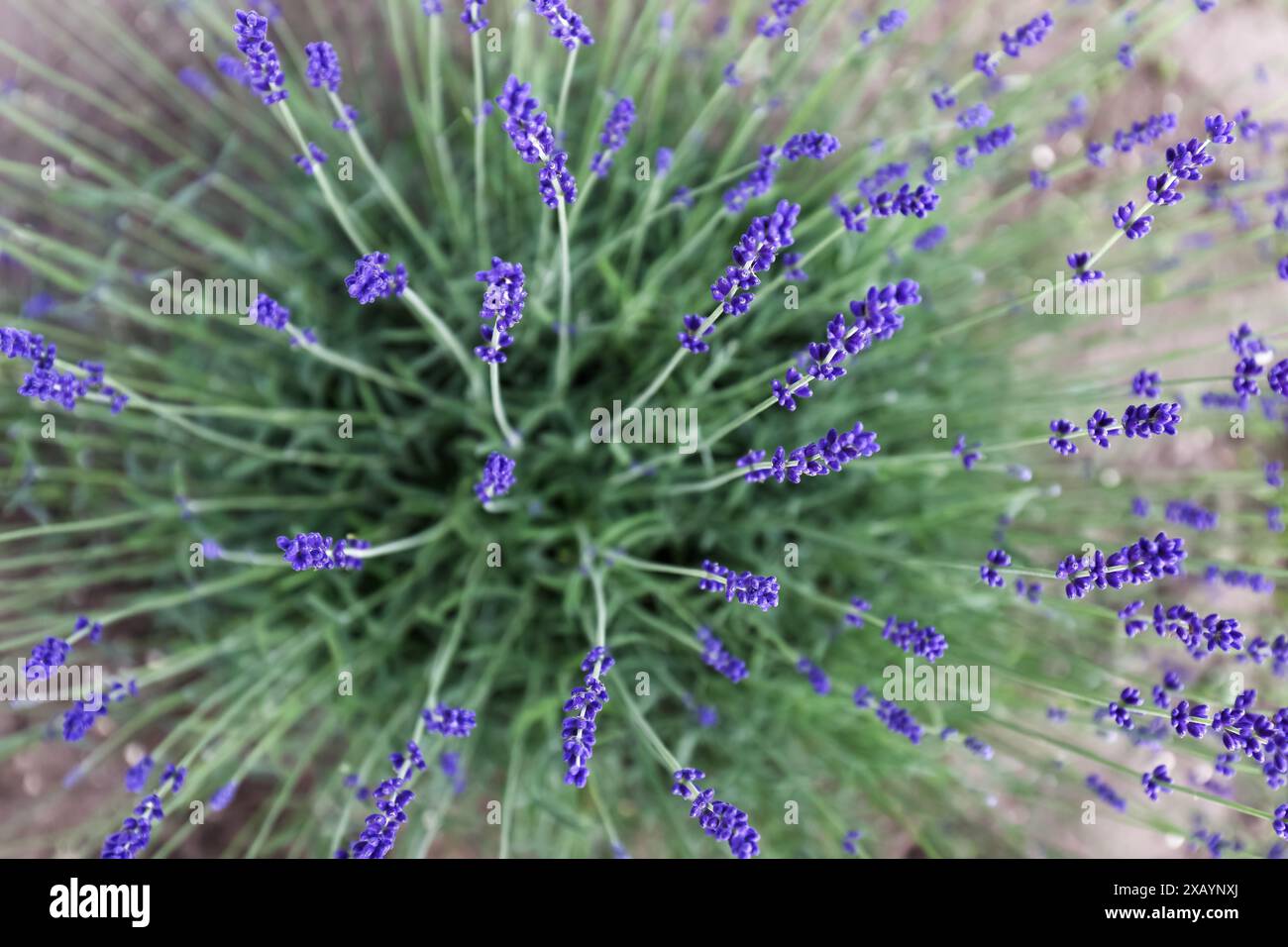 Lavender bushes closeup on sunset. Field of lavender Stock Photo - Alamy