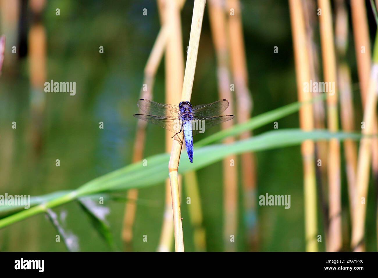 Anax imperator dragonflies with large wings on grass near a river, lake ...