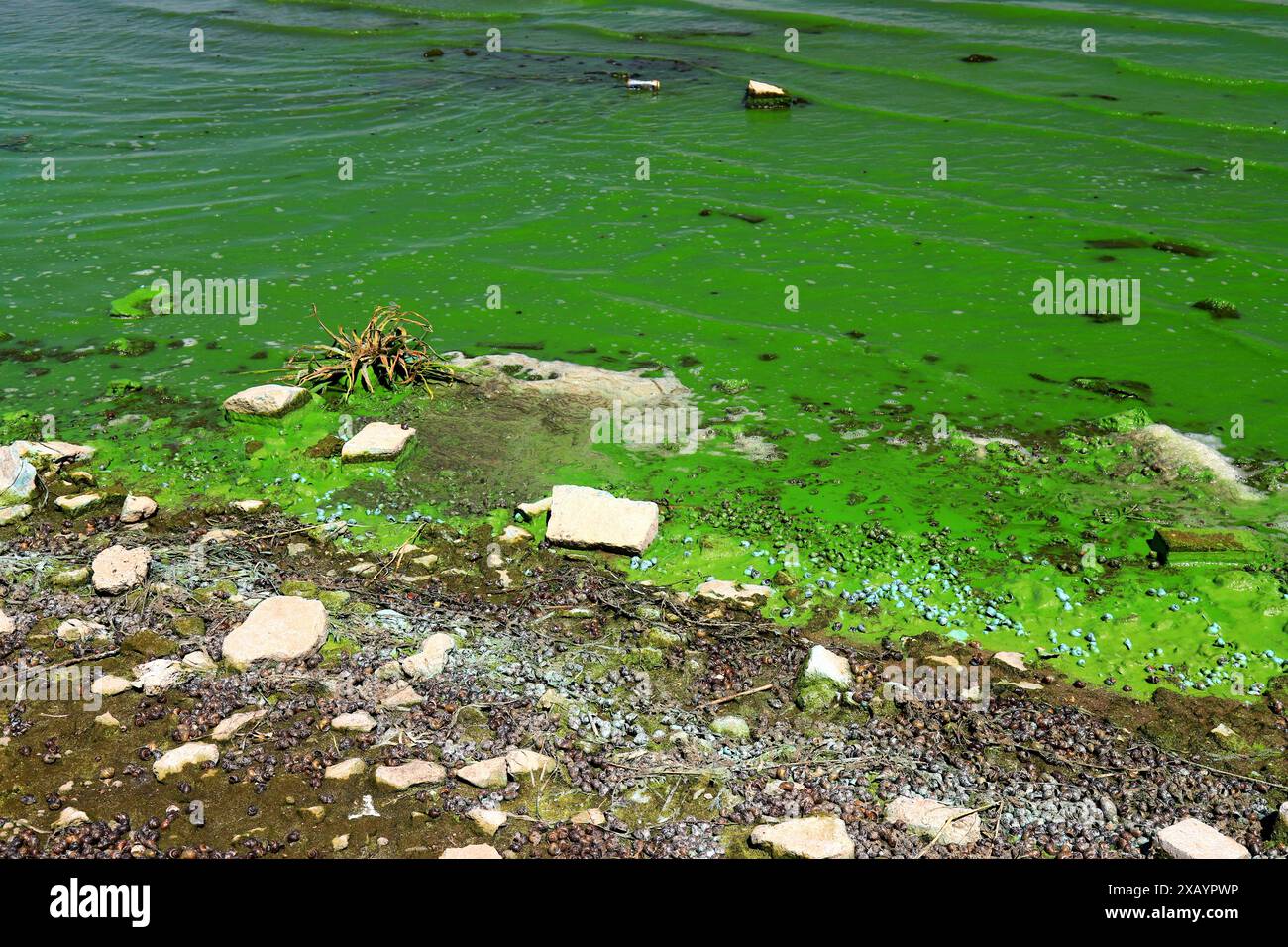 Water pollution by blooming blue green algae - is world environmental ...