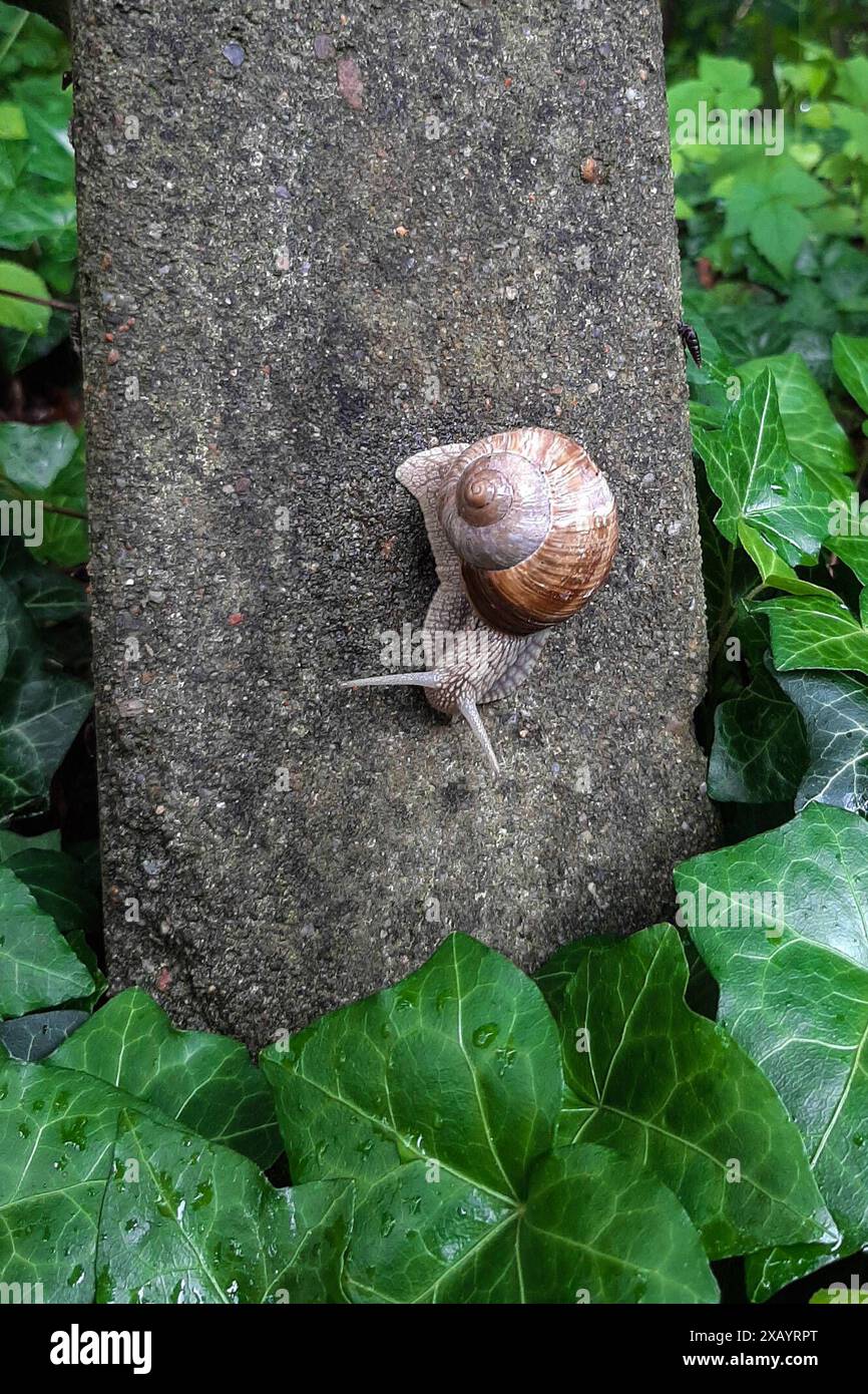 Hobbgartner hi-res stock photography and images - Alamy