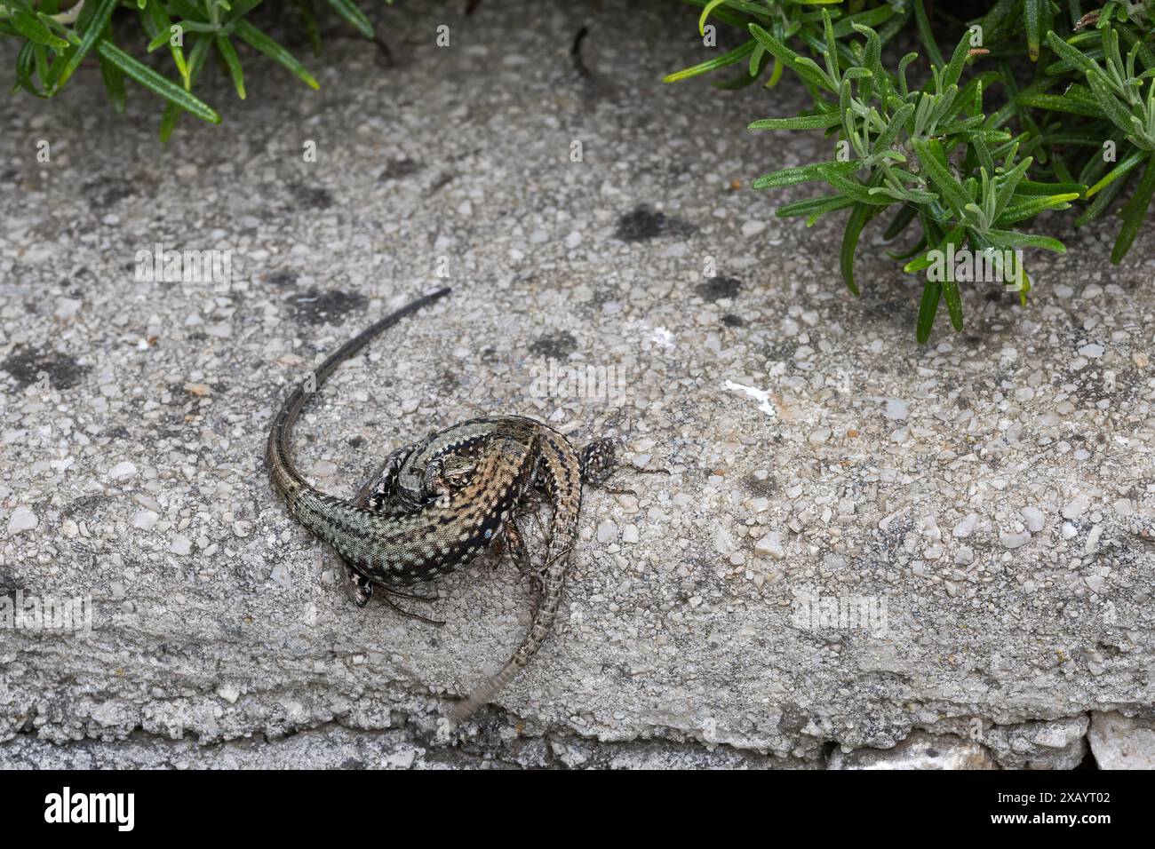 Closeup lizards hi-res stock photography and images - Alamy