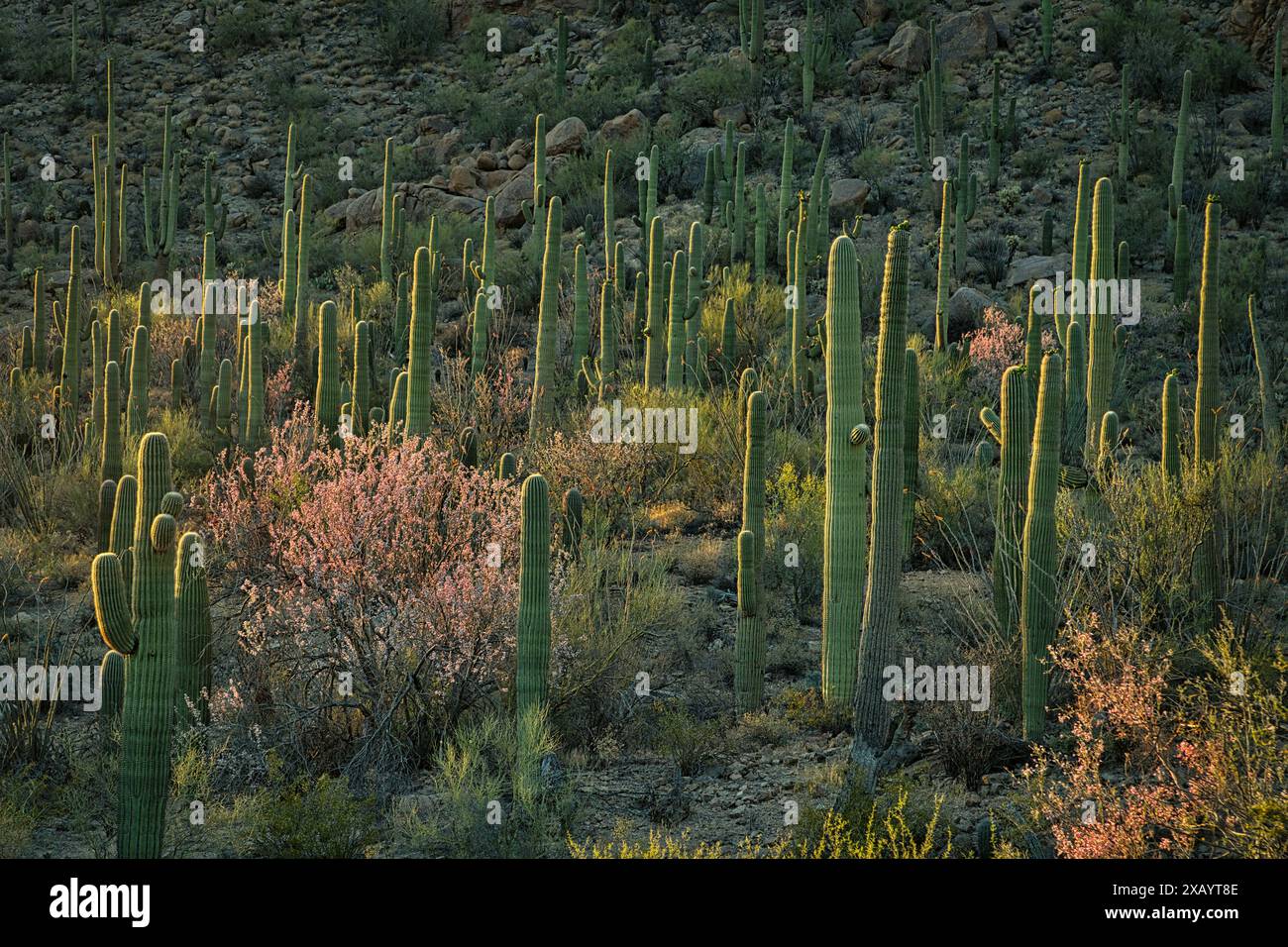 Saguaro Cacti and Ironwood trees stand tall in the Sonoran Desert near ...